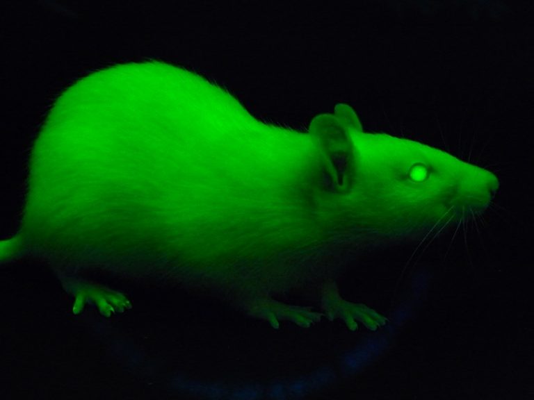 10 Cool Facts About Rats Factual Facts 10-cool-facts-about-rats-factual-facts